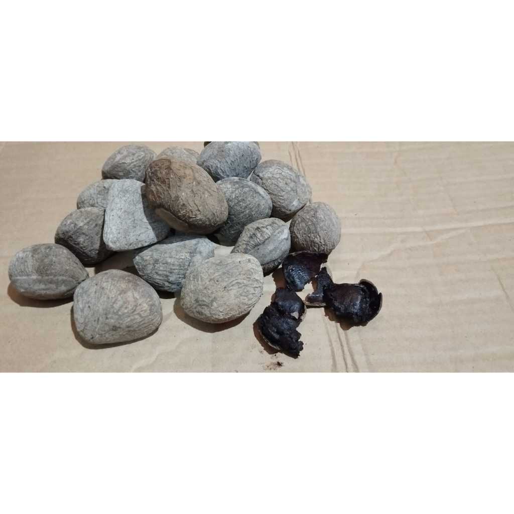 Jual Picung - Klewek - Kluwek - Kepayang 250 gram | Shopee Indonesia
