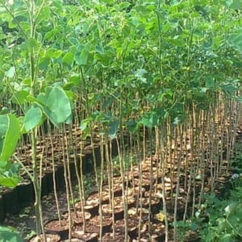 Jual Bibit pohon Trembesi super tinggi rata-rata 1,6 meter - 1,9 meter ...