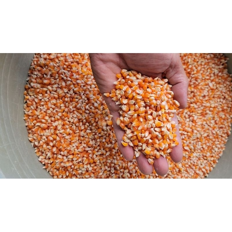 Jual JAGUNG PAKAN MERPATI 1Kg (jagung kristal biji mentimun) | Shopee ...