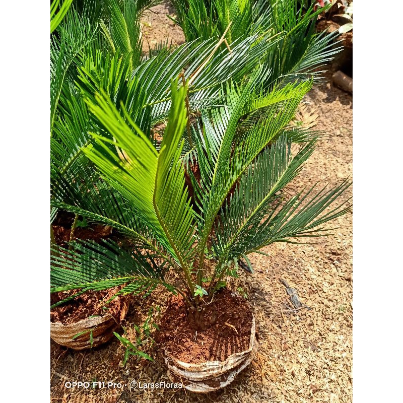 Jual (BISA COD) tanaman hias palem sikas mawar Jambe pohon palem sikas ...