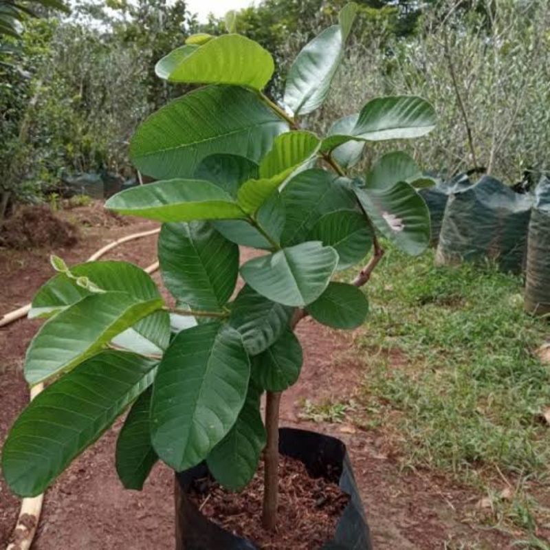 Jual Pohon Jambu Kristal Merah Bibit Pohon Jambu Red Diamond | Shopee ...