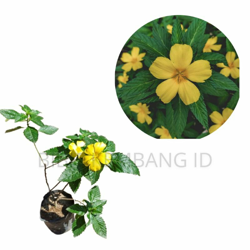 Jual Bibit Tanaman Hias Bunga Yolanda Pukul Delapan Warna Kuning ...