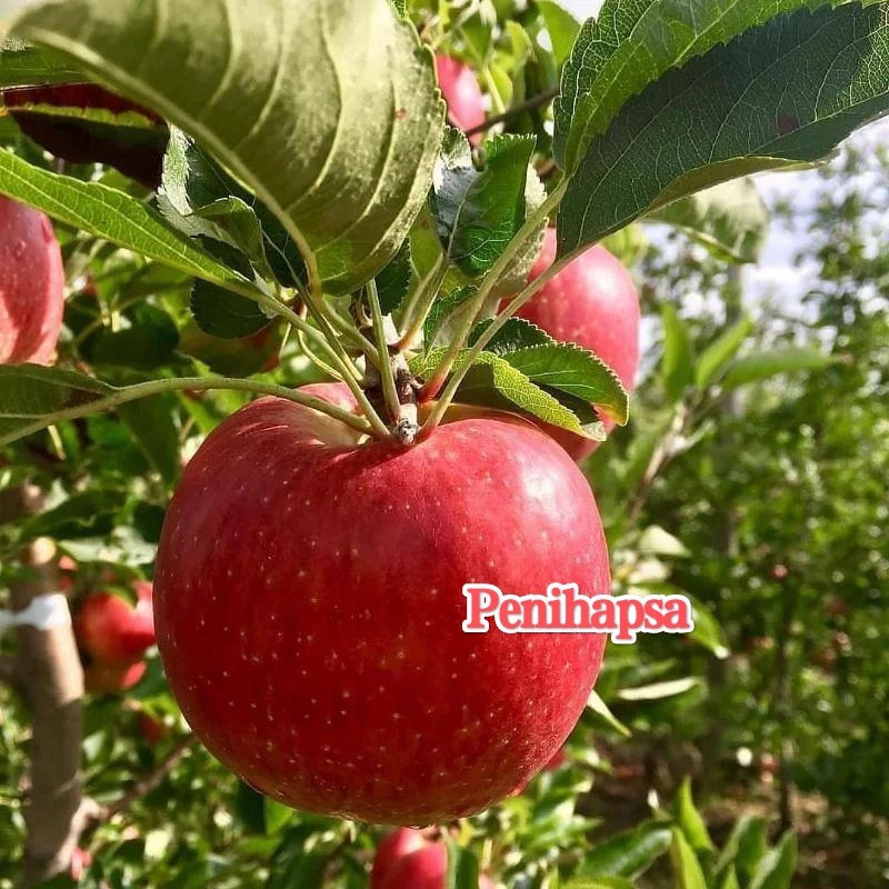 Jual Bibit Apel Fuji Merah Batang Besar Super Spesial | Shopee Indonesia