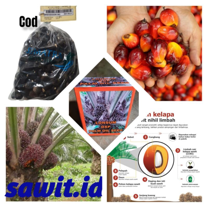 Jual TANAMAN BENIH SAWIT LONSUM | Shopee Indonesia