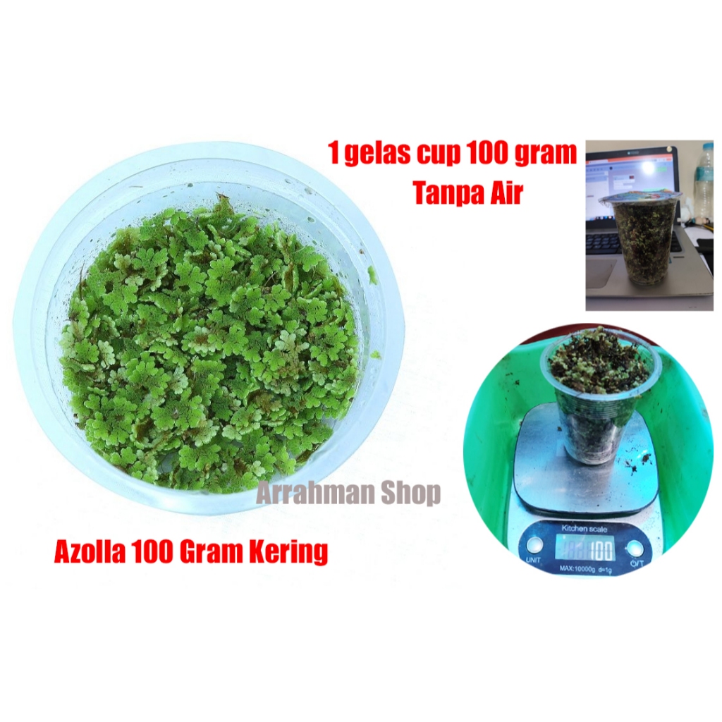 Jual azola micropila tanaman aquascape tanaman apung azolla microphyla ...