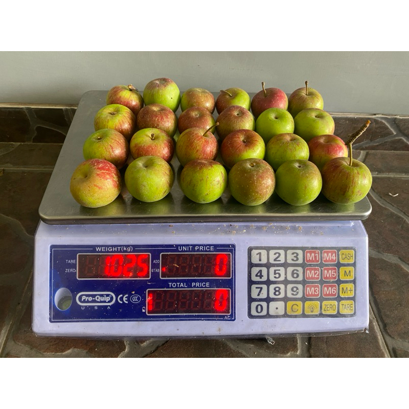 Jual Apel rome beuty cherry/apel mini satu kilo isi 20-21biji | Shopee ...
