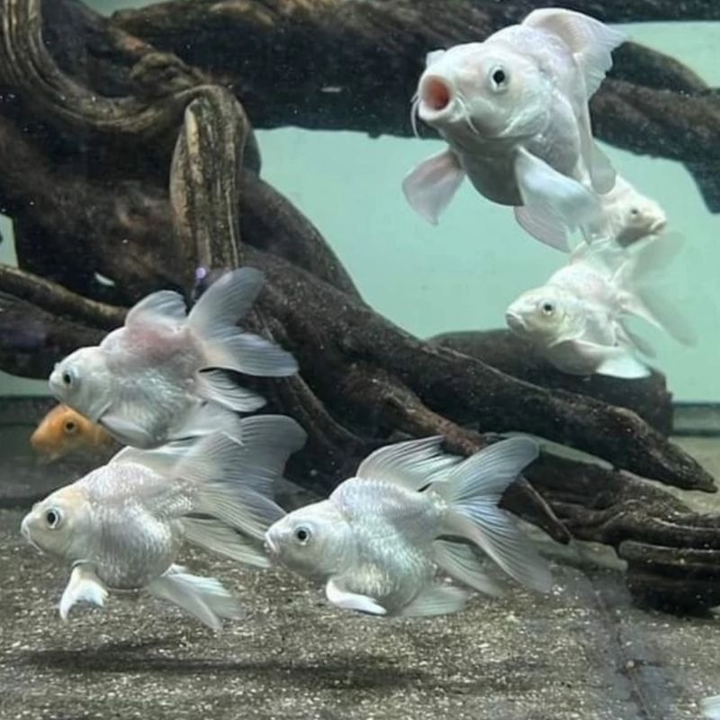 Jual Hudielong Ikan Koi Bulet | Koi Butterfly White Short Body | Koi ...