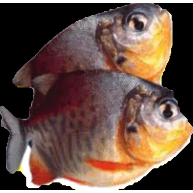 Jual ikan bawal merah segar fresh 500g | Shopee Indonesia