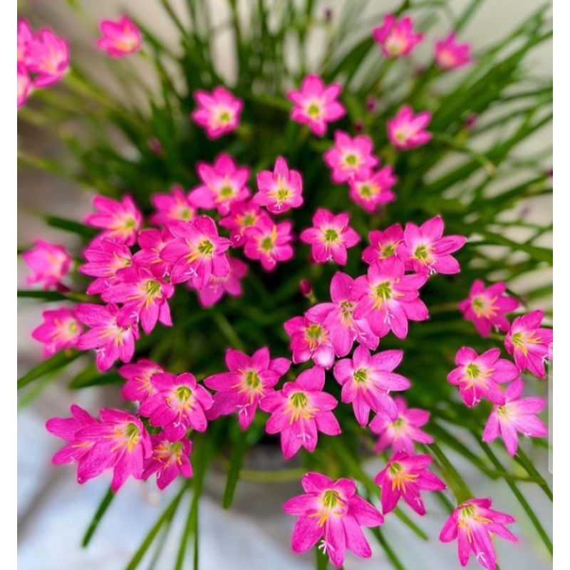Jual Paket Bunga Rain Lily Pink (Umbi Tanaman) | Shopee Indonesia