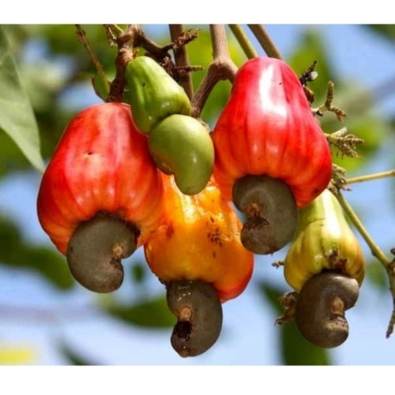 Jual BIBIT JAMBU MEDE / METE JAMBU MONYET BELI 5 BONUS 5 BIBIT PUCUK ...