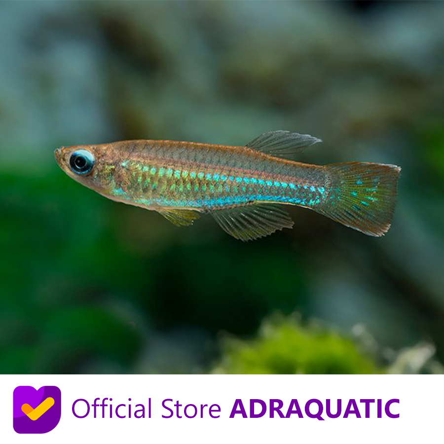 Jual IKAN HIAS LAMP EYE KILLIFISH NORMANS LAMPEYE POROPANCHAX NORMANI ...