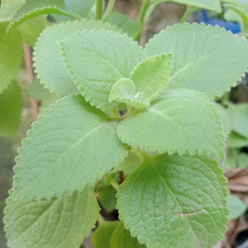 Jual Tanaman Daun jintan/mexican borage | Shopee Indonesia