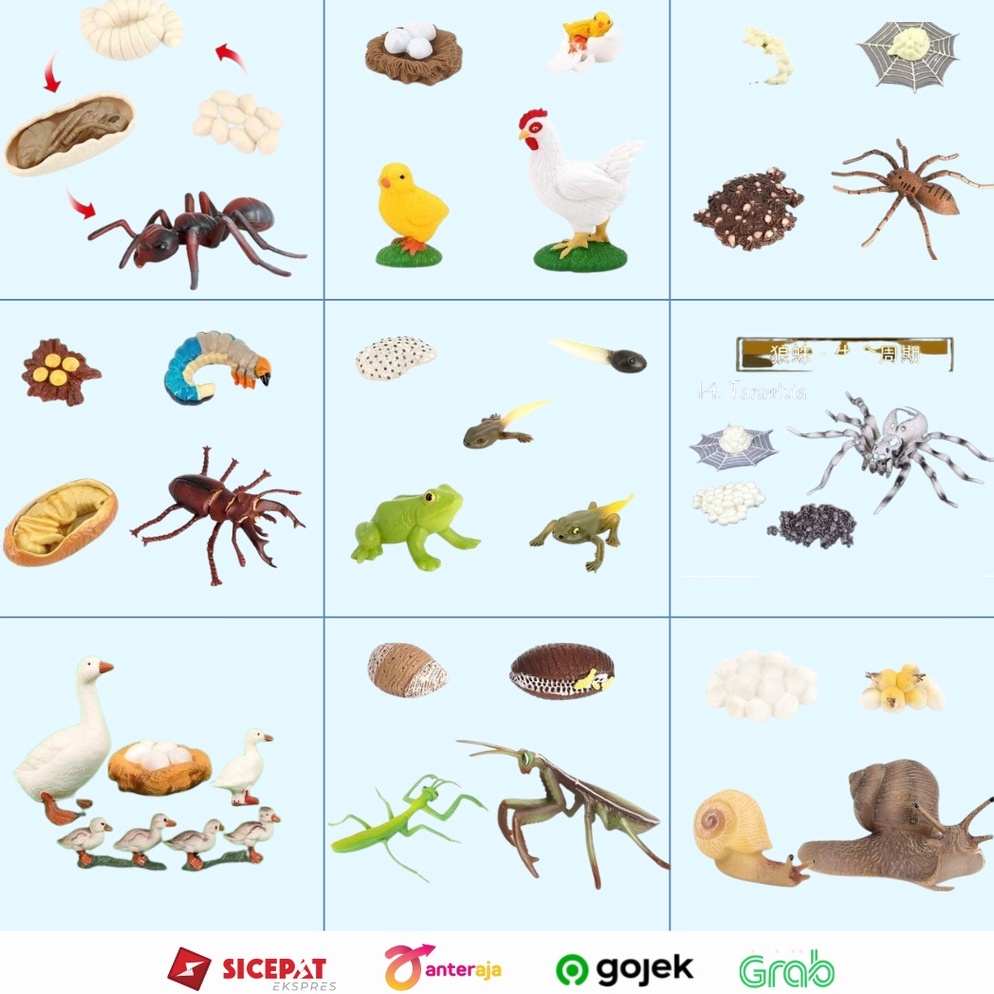 Jual KODE S24O MALOTOYS Life Cycle Figurine Ant Beetle Chicken Duck ...