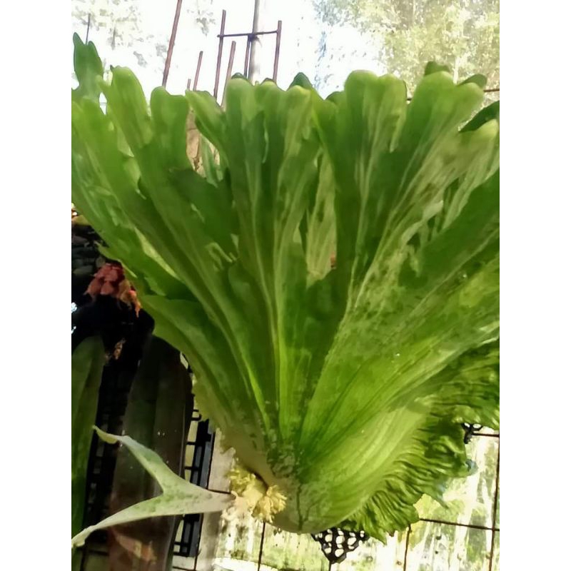 Jual platycerium wandae simbar papua hasil tebar spora | Shopee Indonesia