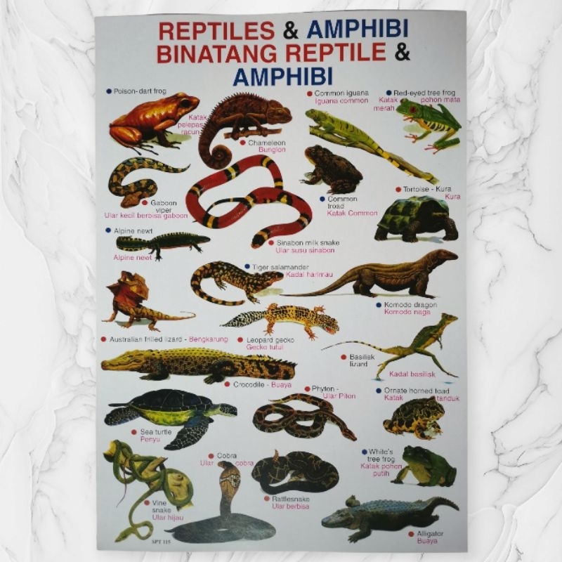 Jual Poster Edukasi Hewan Amphibi | Shopee Indonesia