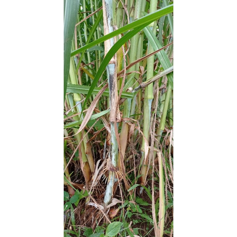 Jual Bibit rumput pakchong thailand asli/bibit rumput napier pakchong ...