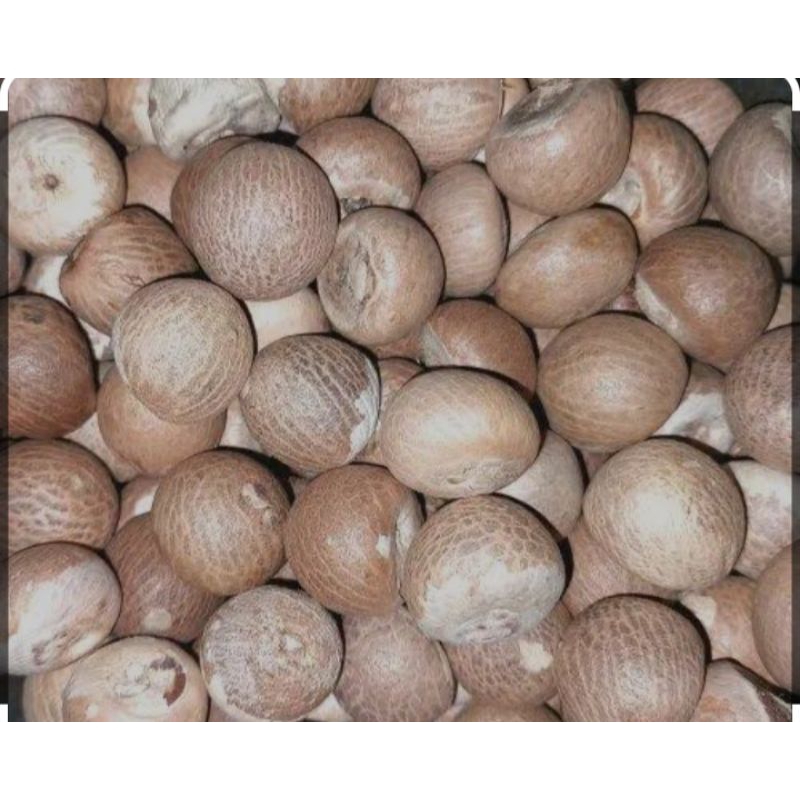 Jual Biji buah pinang kering | Shopee Indonesia