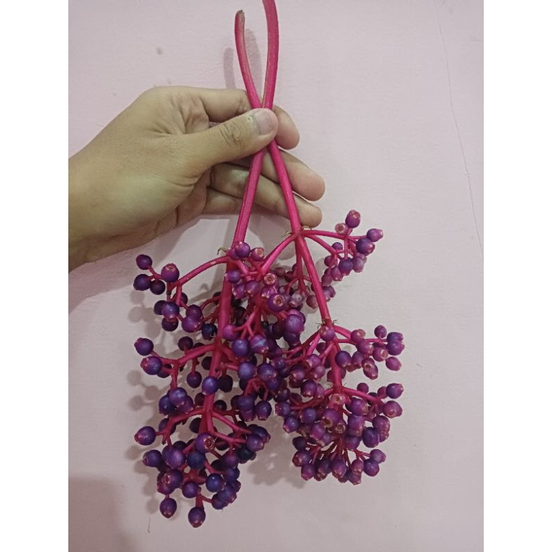 Jual Buah delima parijotho asli muria fresh buah promil manis besar ...