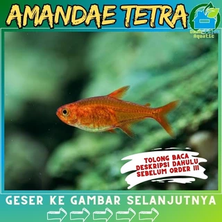 Jual amandae Harga Terbaik & Termurah Februari 2026 | Shopee Indonesia