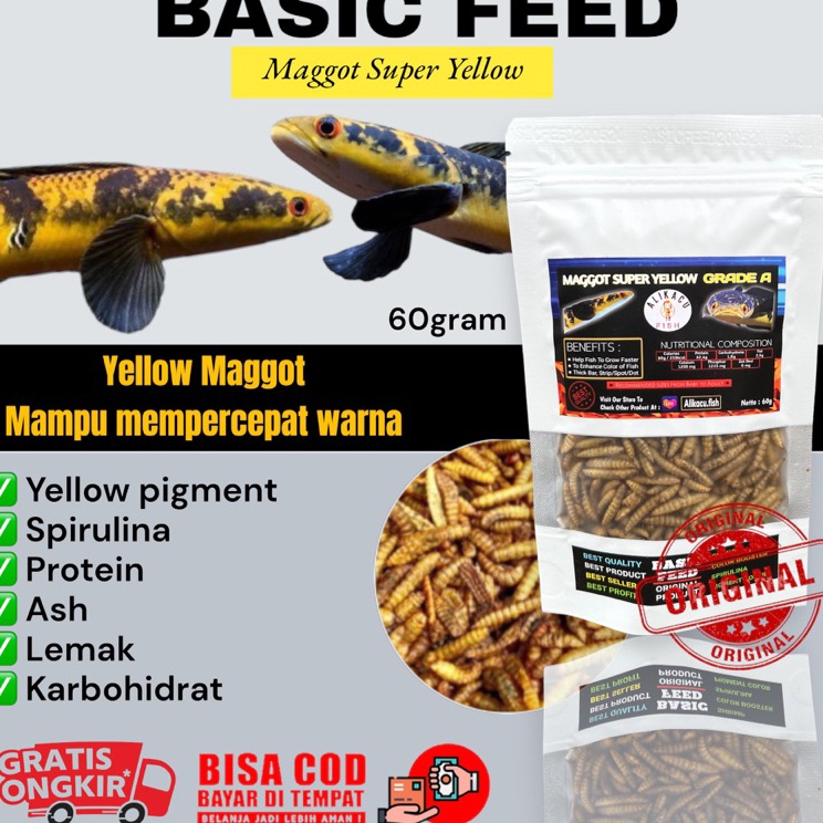 Jual Super Kualitas maggot bsf red blue yellow ALIKACU FISH makanan ...