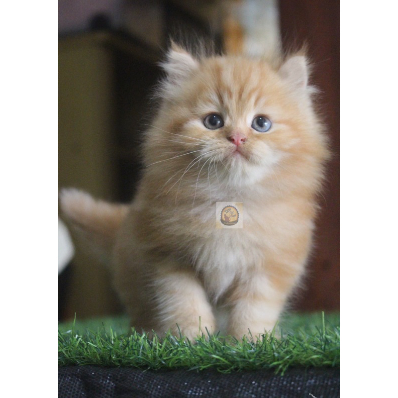 Jual Kucing Persian RED Garfield Marble Bicolour Flatnose Peaknose ...