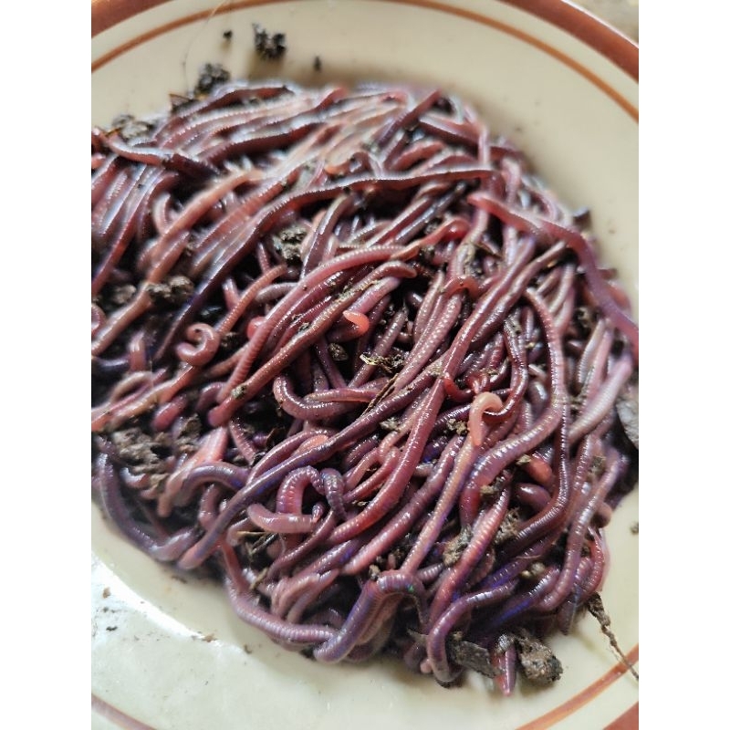 Jual Cacing Tanah Hidup 500gr Cacing Tanah ANC Cacing Tanah | Shopee ...