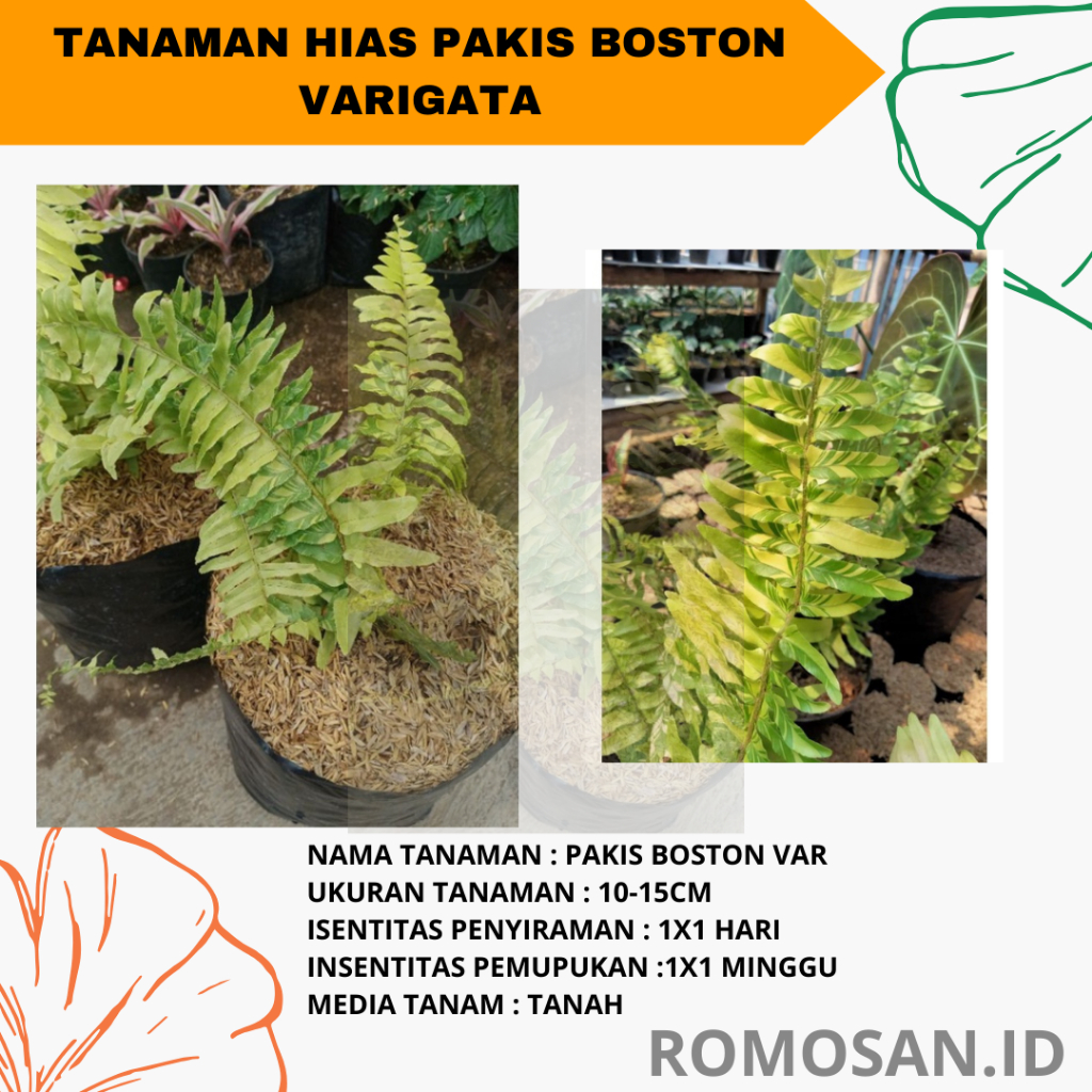Jual Pakis boston varigata murah -Tanaman hias pakis boston varigata ...
