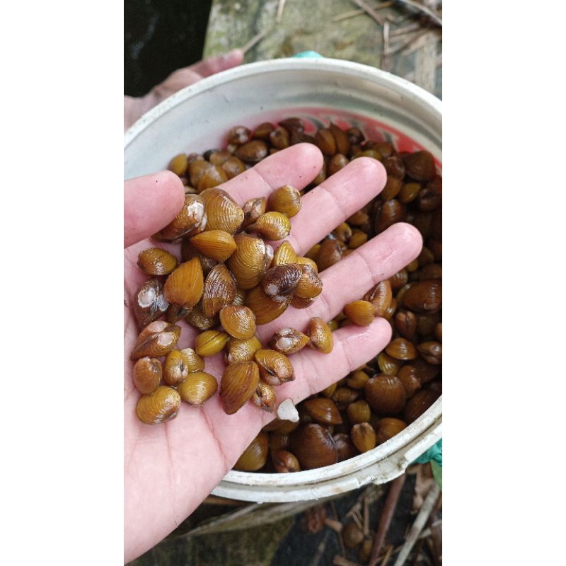 Jual kerang remis kuning langsung dari tani | Shopee Indonesia