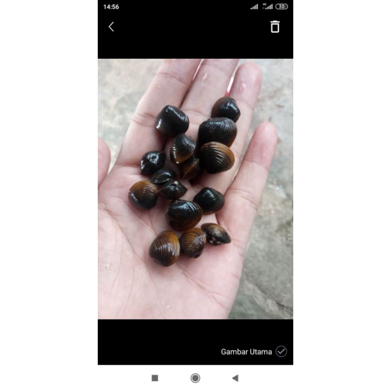 Jual remis haremis segar 1kg | Shopee Indonesia