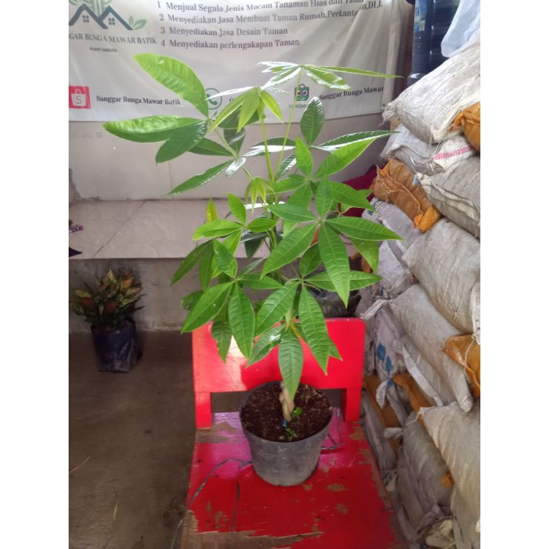 Jual Tanaman Hias Pachira - Money Tree -Tanaman Daun Pacira - Tanaman ...