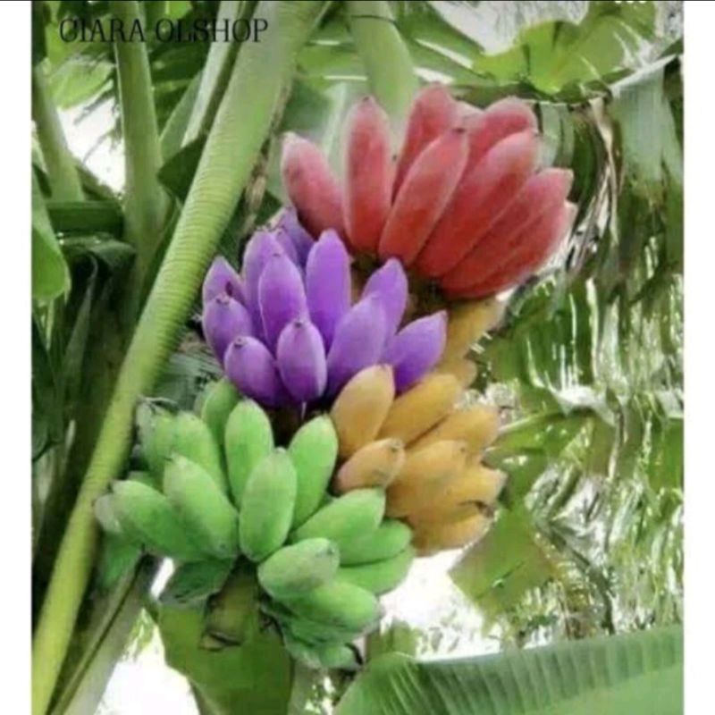 Jual Bibit pisang rainbow - benih pisang - pisang warna warni ( SUDAH ...