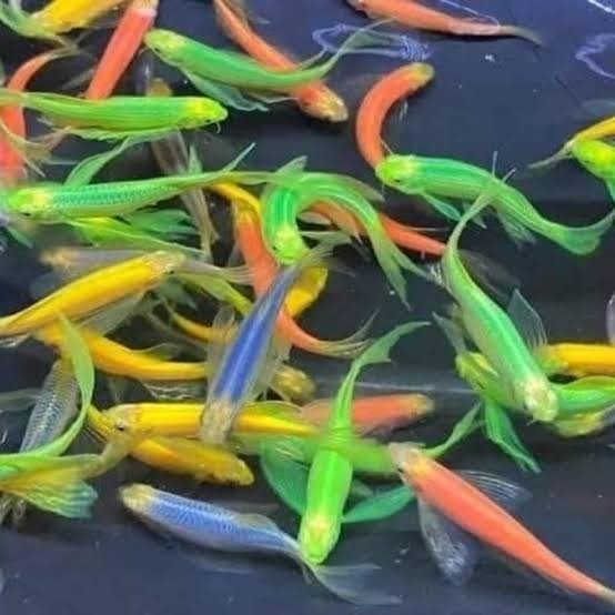 Jual Ikan Hias Zebra Sebra danio Slayer Ikan Air Tawar Aquarium ...