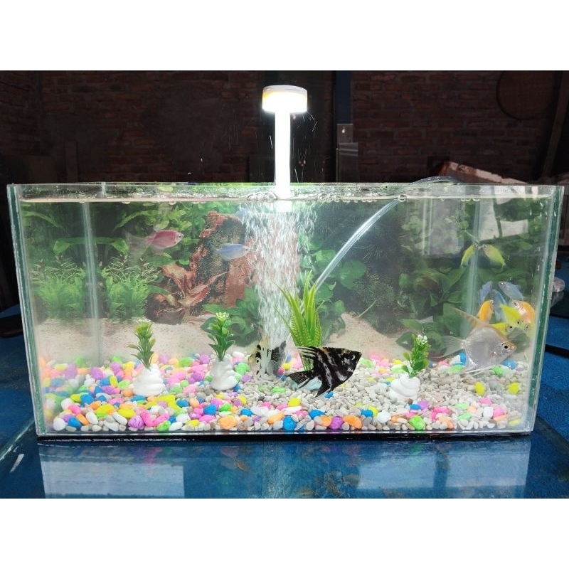 Jual Aquarium Begron 30*15*15 Paket Lengkap!!!! | Shopee Indonesia