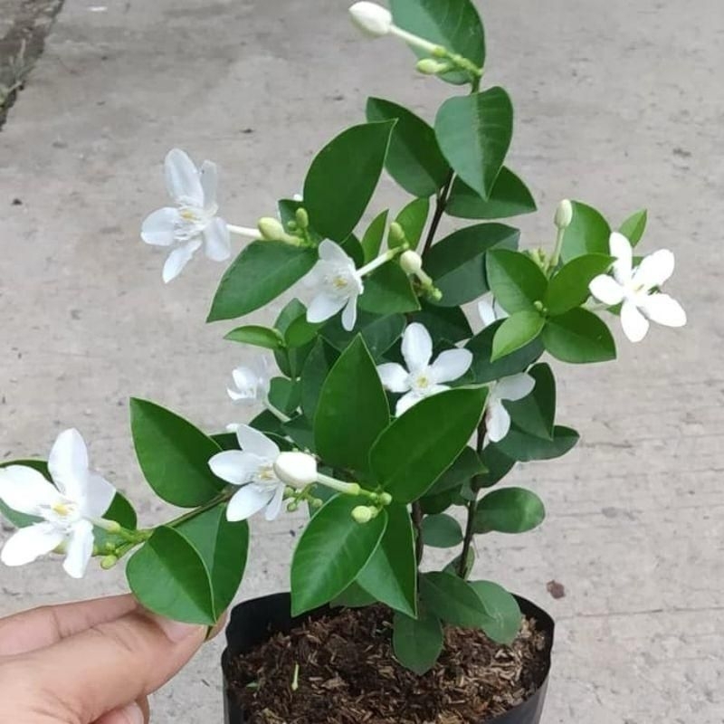 Jual tanaman melati jasmin bunga putih sudah berbunga | Shopee Indonesia