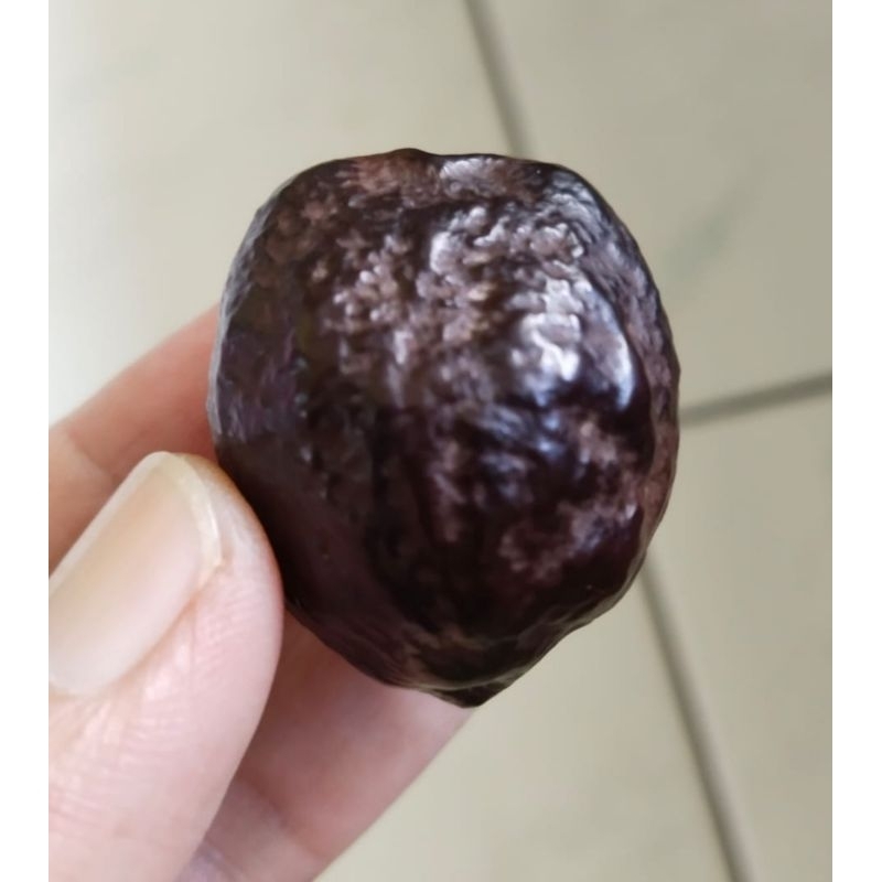 Jual Kemiri Adu Muncang Adu Yanti Lilis Matang | Shopee Indonesia