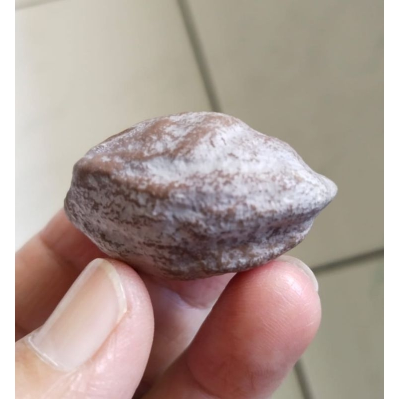 Jual Kemiri Adu Muncang Adu Jawa Ori Full Tua | Shopee Indonesia