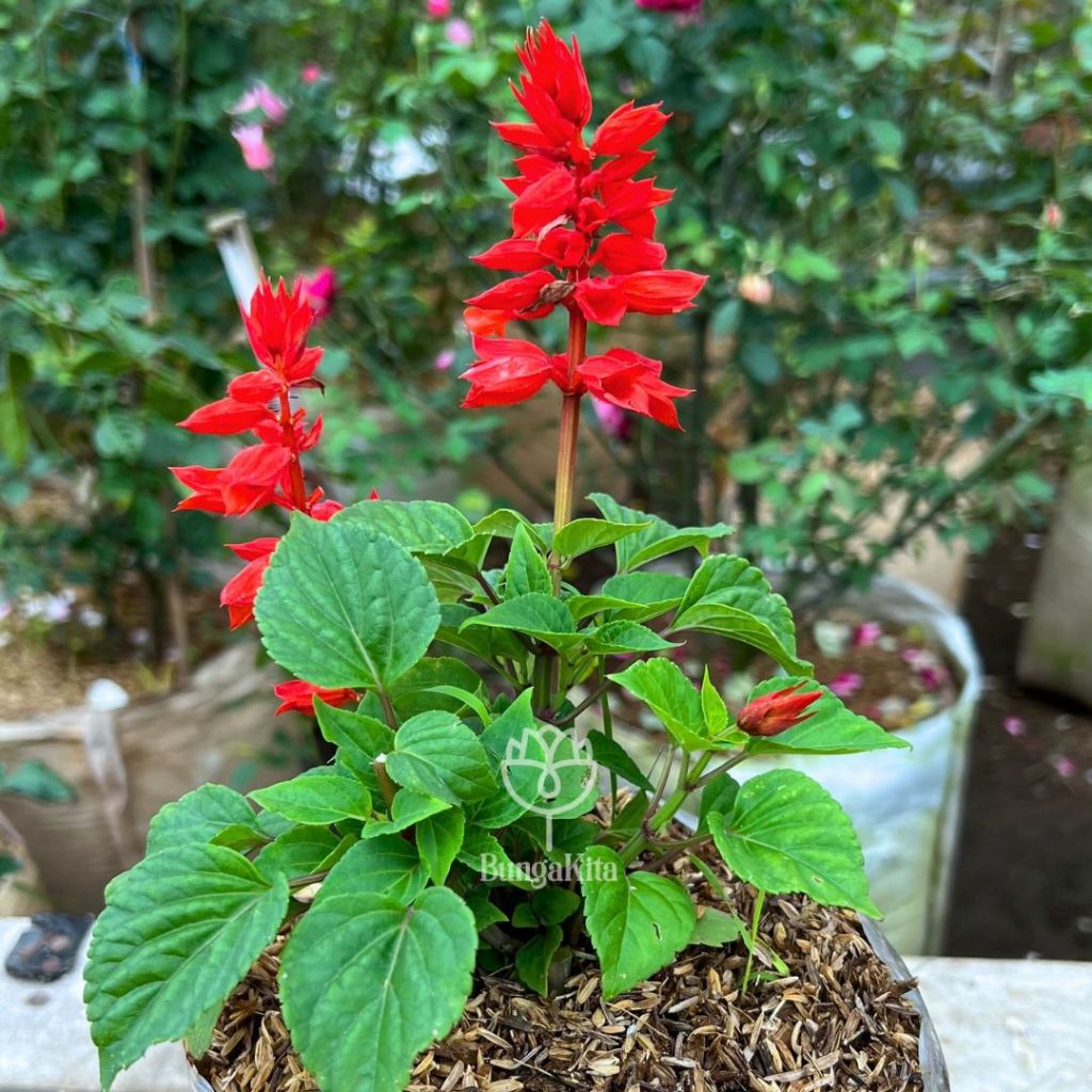 Jual Tanaman Hias Bunga SALVIA SPLENDENS Warna Merah | Shopee Indonesia