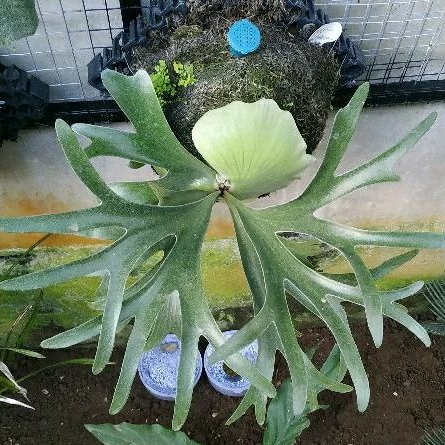 Jual Platycerium Alcicorne Madagascar Vassei Simbar Menjangan Staghorn ...
