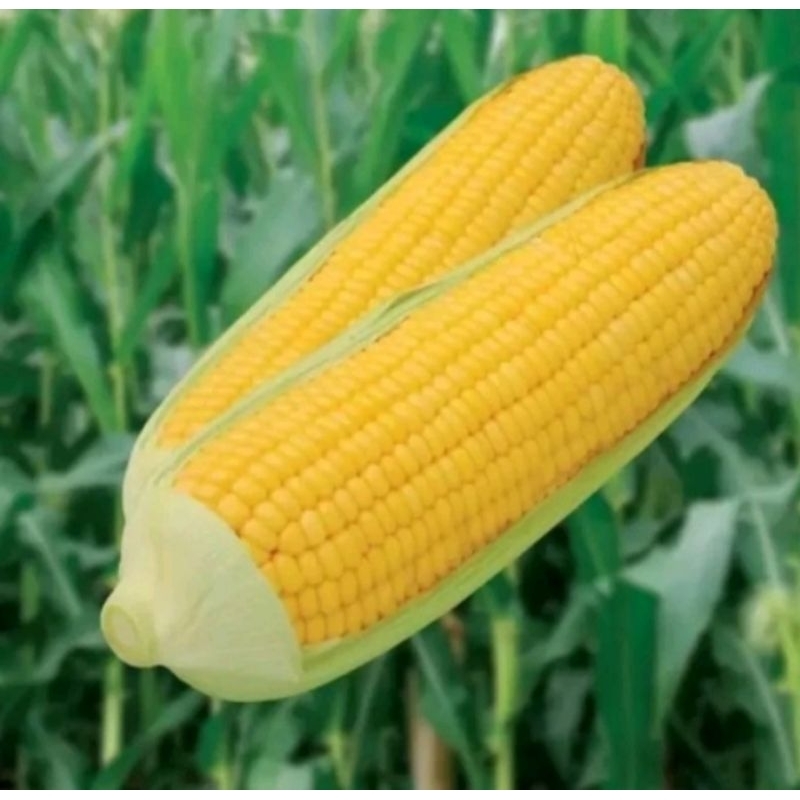 Jual 1KG BENIH JAGUNG MANIS MADU SUPER SIAP TANAM | Shopee Indonesia