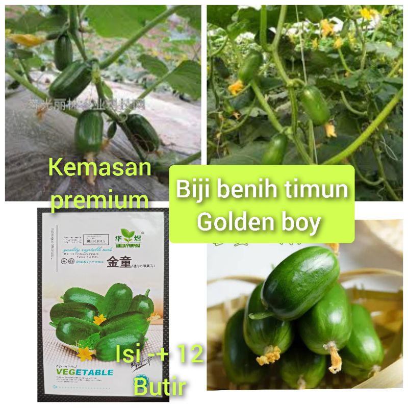 Jual kemasan premium biji benih timun golden boy/timun berkulit halus ...