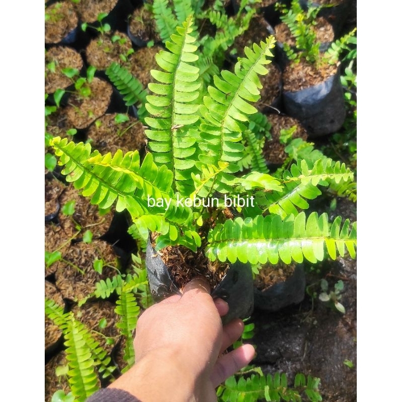 Jual Tanaman hias pakis boston / Pakis kelabang | Shopee Indonesia