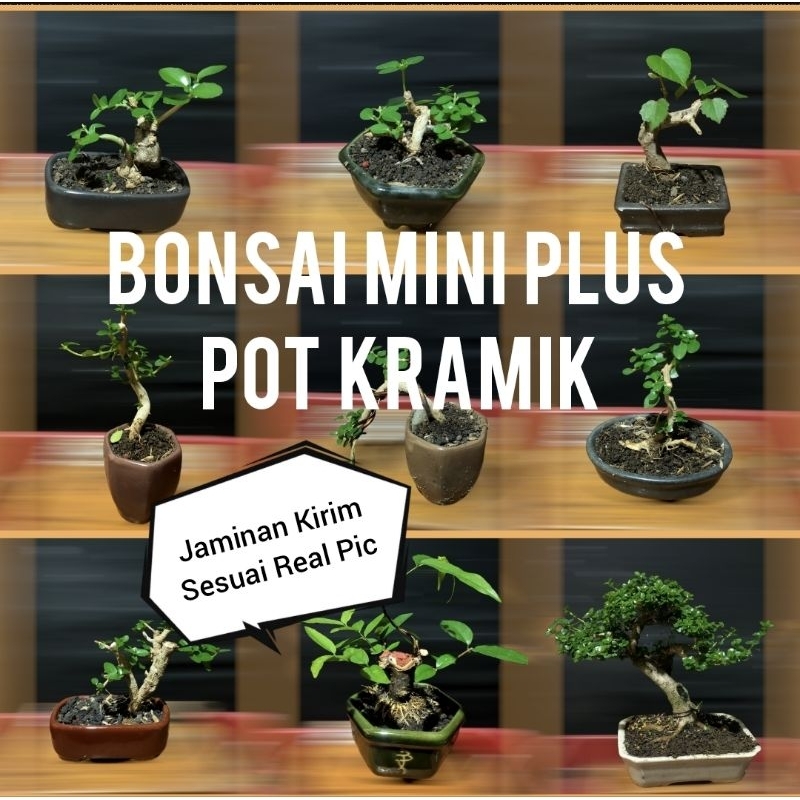 Jual Bonsai Mini / Tanaman Bonsai Shito plus pot | Shopee Indonesia