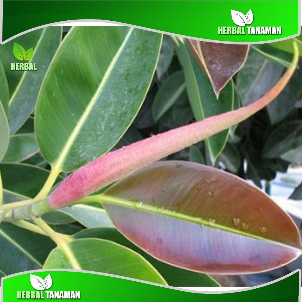 Jual ready Daun karet kebo ampuh sembukan struk | Shopee Indonesia