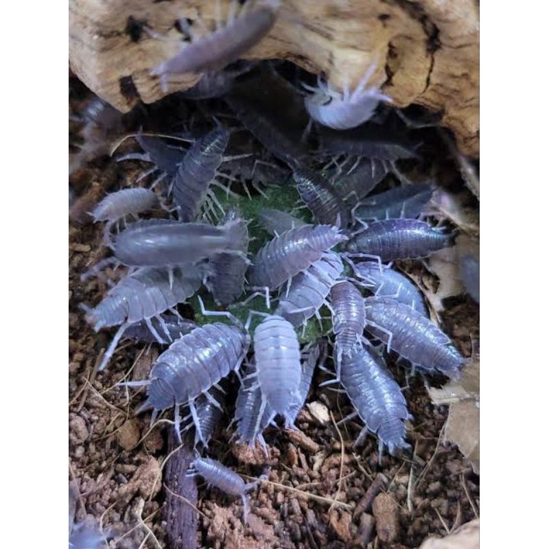 Jual Powder Blue Isopod (porcellionides pruinosus) Bioactive Terarium ...