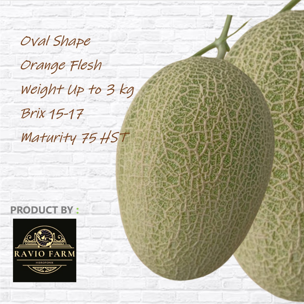 Jual The Blues (Sweet Hami Melon) | Shopee Indonesia