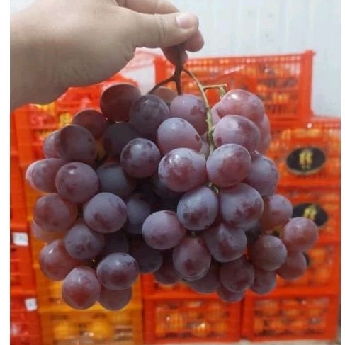 Jual buah anggur import red globe /kg | Shopee Indonesia