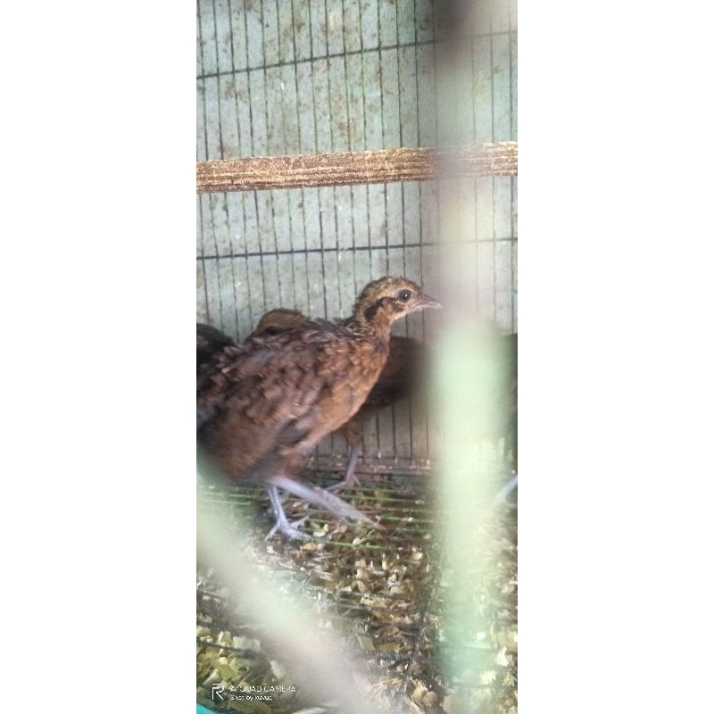 Jual ayam hutan merah anakan | Shopee Indonesia Jual ayam hutan merah anakan | Shopee Indonesia