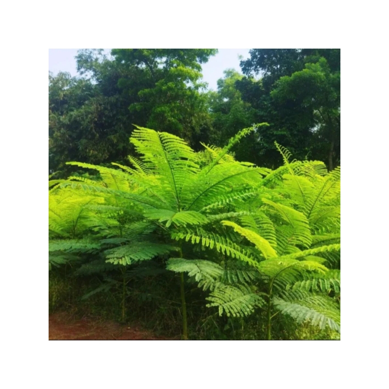 Jual Tanaman Hias Pakis Brazil Tinggi 1,5 Meter - Pakis Solobium ...