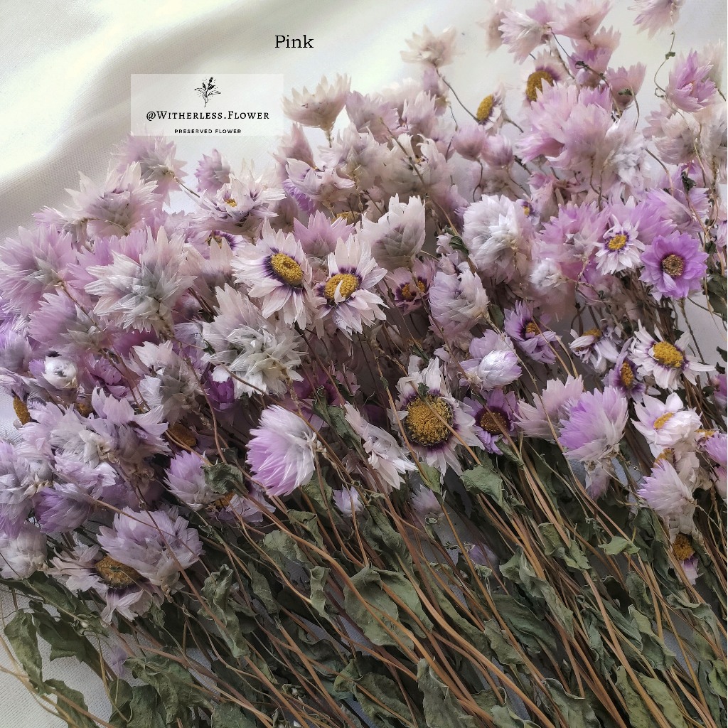 Jual 10 gr Dried Rodanthe Flower / Dried Flower Daisy Rodanthe / Bunga ...