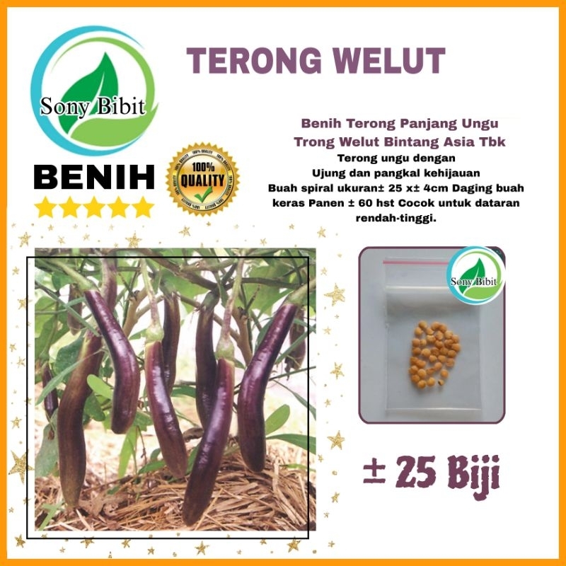 Jual 25 Biji Benih Terong Welut Bintang Asia kemasan ekonomis | Shopee ...
